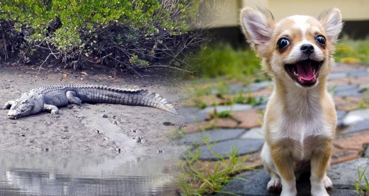 Fakta Baru Video Viral Keong Racun Sinta Jojo 12 Tahun Lalu - Berita ...