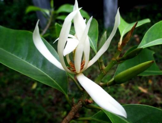 Dibalik Indah dan Aroma yang Khas Bunga Cempaka, Ternyata ini ...